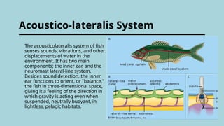 Sensory Perception of fishes physiology of aquatic organism | PPT
