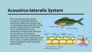 Sensory Perception of fishes physiology of aquatic organism | PPT