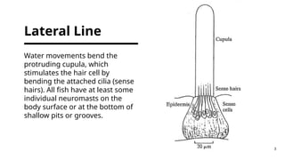 Sensory Perception of fishes physiology of aquatic organism | PPT