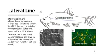 Sensory Perception of fishes physiology of aquatic organism | PPT