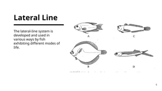 Sensory Perception of fishes physiology of aquatic organism | PPT