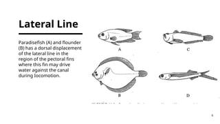 Sensory Perception of fishes physiology of aquatic organism | PPTX