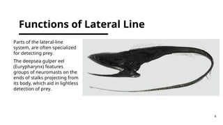 Sensory Perception of fishes physiology of aquatic organism | PPT