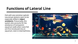 Sensory Perception of fishes physiology of aquatic organism | PPT