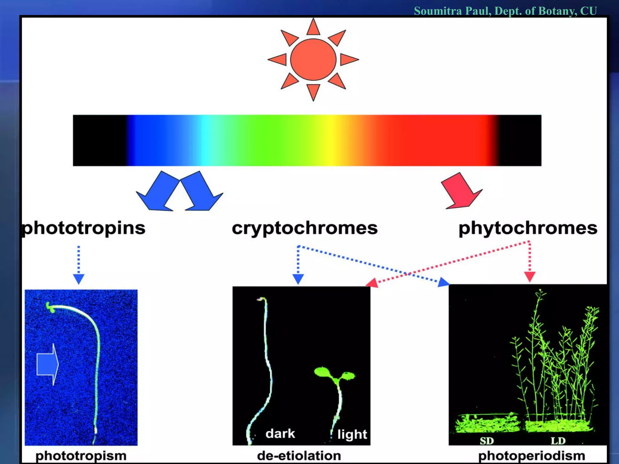 Sensory photobiology | PDF