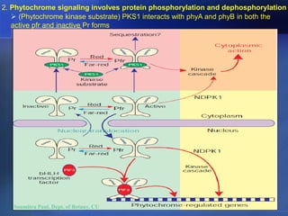 Sensory photobiology | PDF