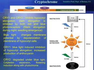 Sensory photobiology | PDF