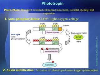 Sensory photobiology | PDF