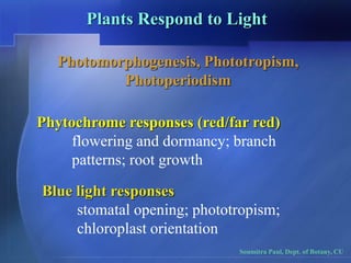 Sensory photobiology | PDF