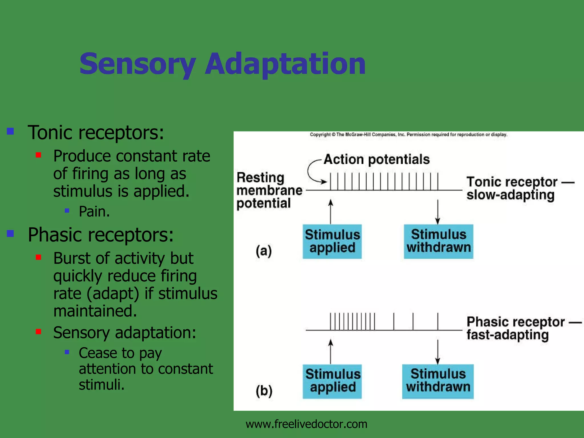 Sensory Physiology | PPT