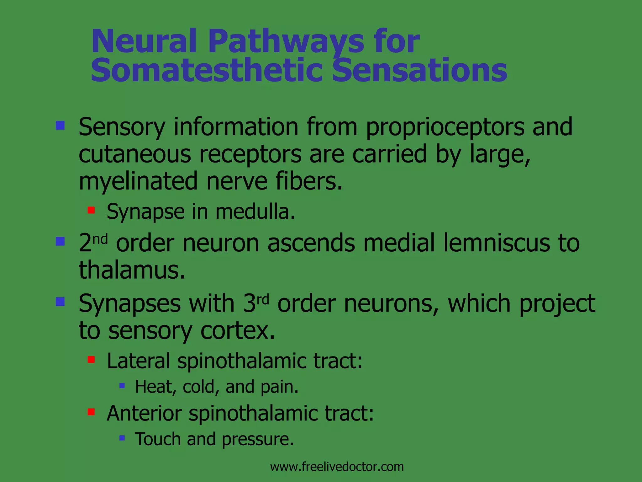 Sensory Physiology | PPT