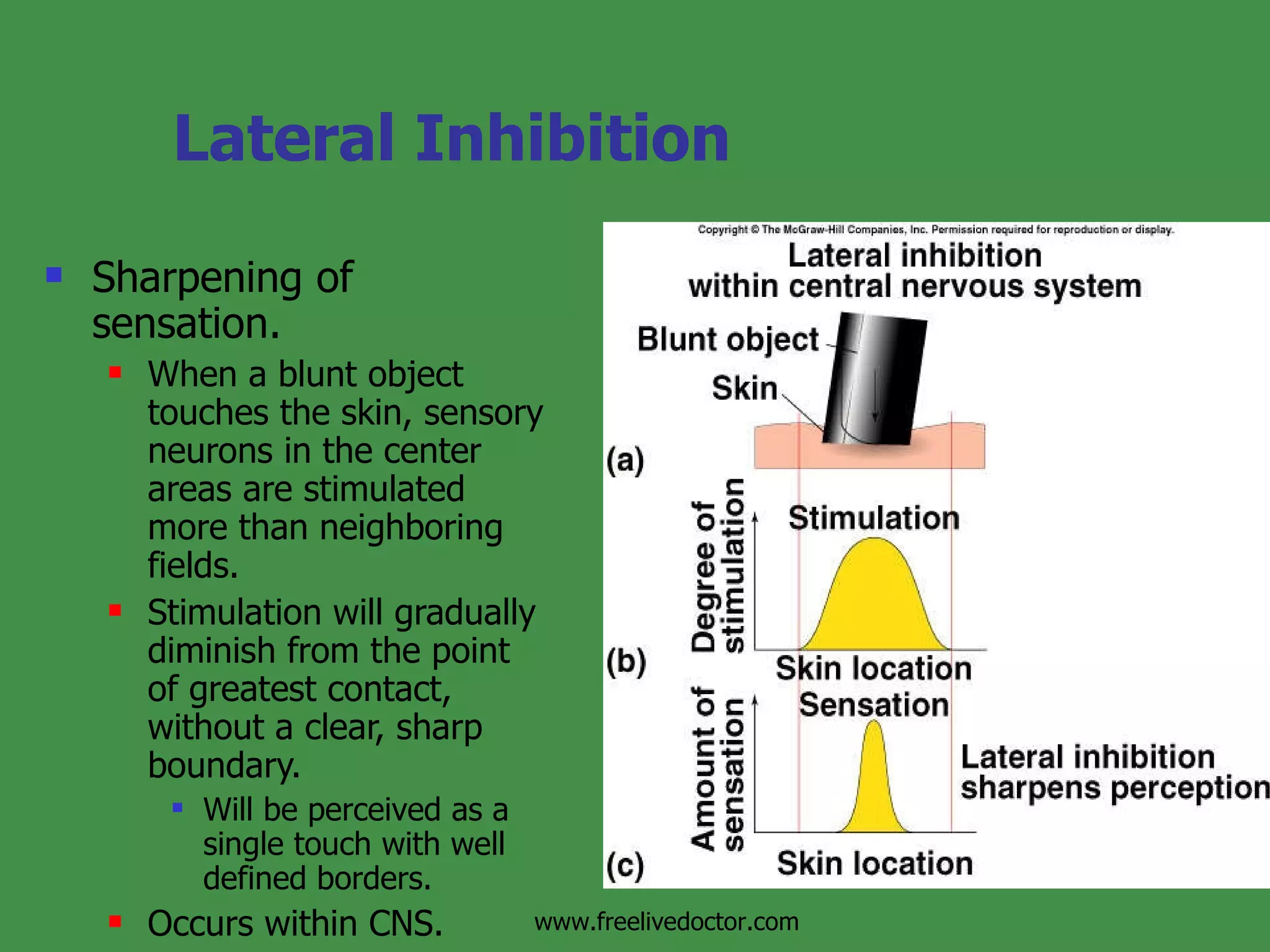 Sensory Physiology | PPT