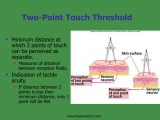 Sensory Physiology | PPT