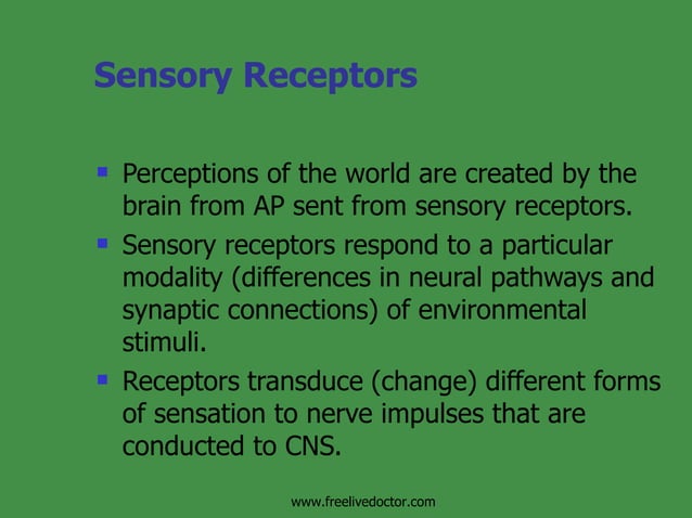 Sensory Physiology | PPT
