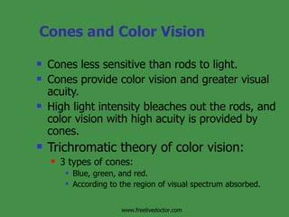 Sensory Physiology | PPT