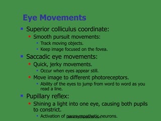 Sensory Physiology | PPT
