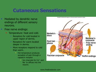 Sensory Physiology | PPT