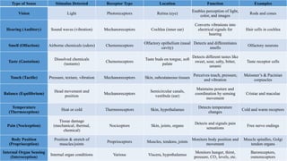 SENSORY PHYSIOLOGY consist of reflex stimuli and type of reflexes | PPTX