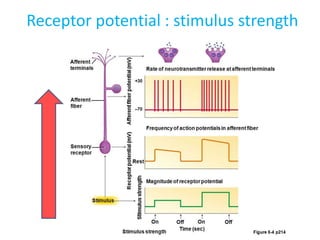Sensory physiology agasi final | PPT