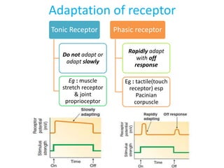 Sensory physiology agasi final | PPT