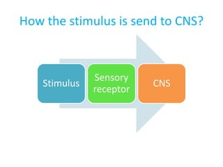 Sensory physiology agasi final | PPTX