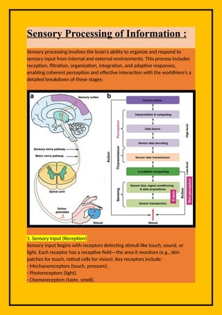 sensory processing information lecture.... | DOCX