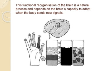 Sensory Re-education | PPTX