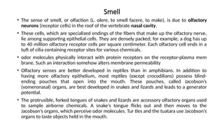 sensory reception of vertebrates.pptx for students | PPTX