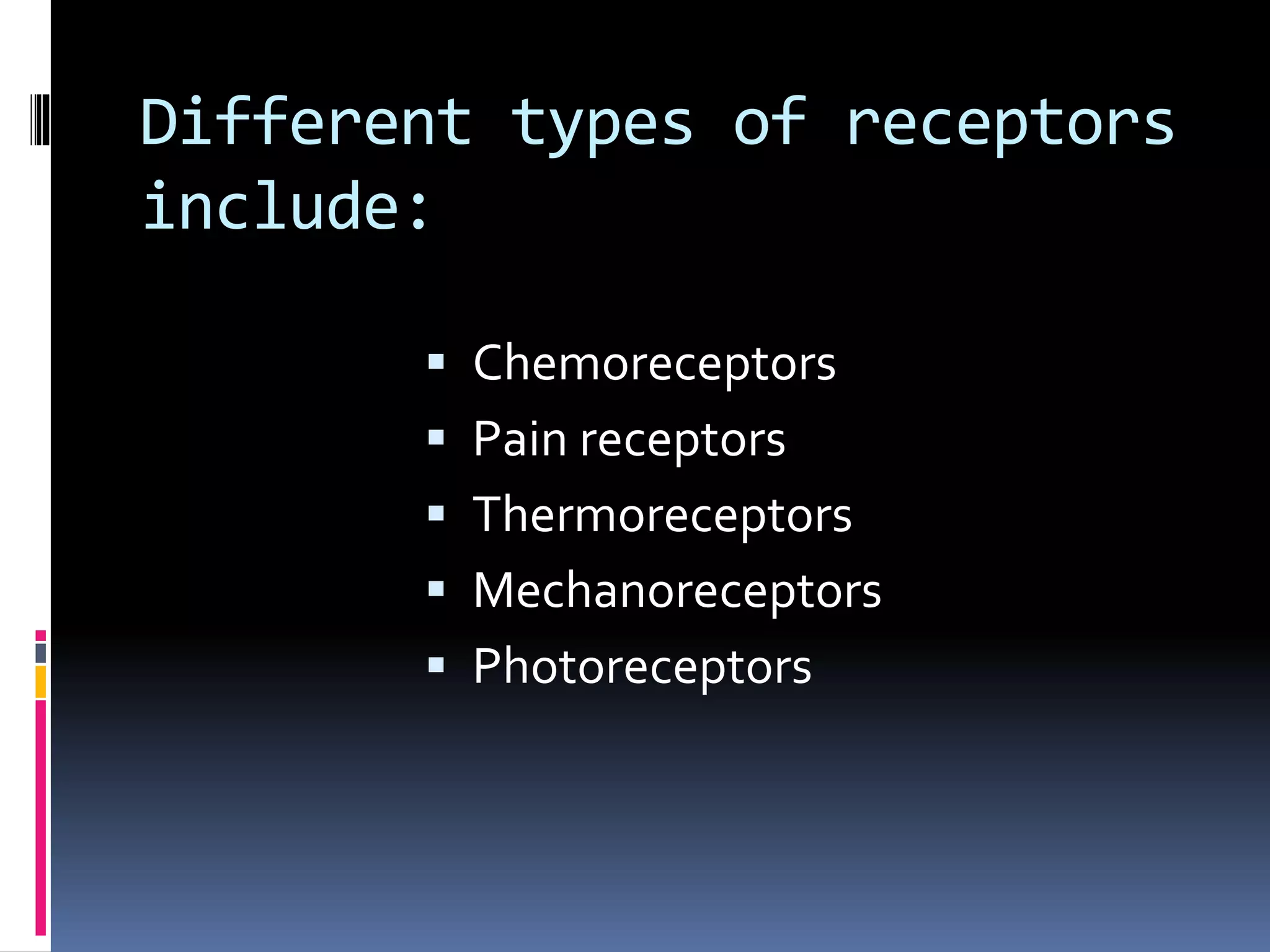 Classification of Sensory receptor 1 | PPT