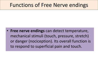 Classification of Sensory receptor 1 | PPT