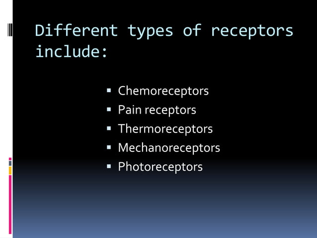 Classification of Sensory receptor 1 | PPT