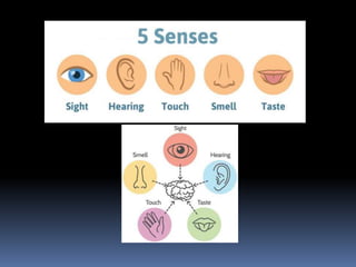 Sensory Receptors Chart
