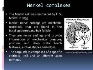 Classification of Sensory receptor 2 | PPT