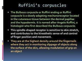 Classification of Sensory receptor 2 | PPT