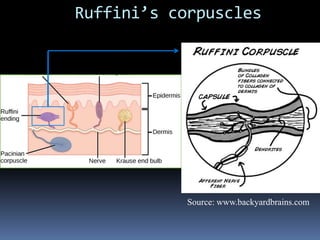 Classification of Sensory receptor 2 | PPT