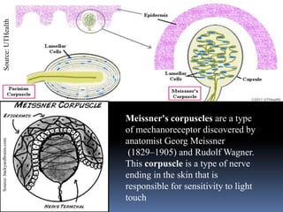 Classification of Sensory receptor 2 | PPT