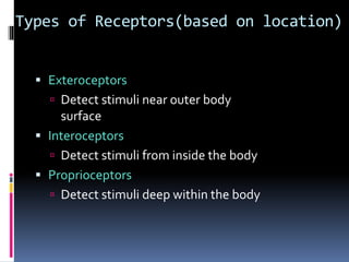 Classification of Sensory receptor 2 | PPT
