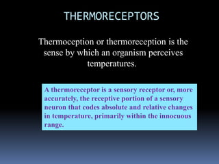 Classification of Sensory receptor 2 | PPT