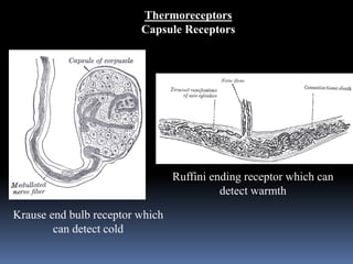 Classification of Sensory receptor 2 | PPT