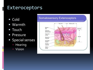 Exteroceptors