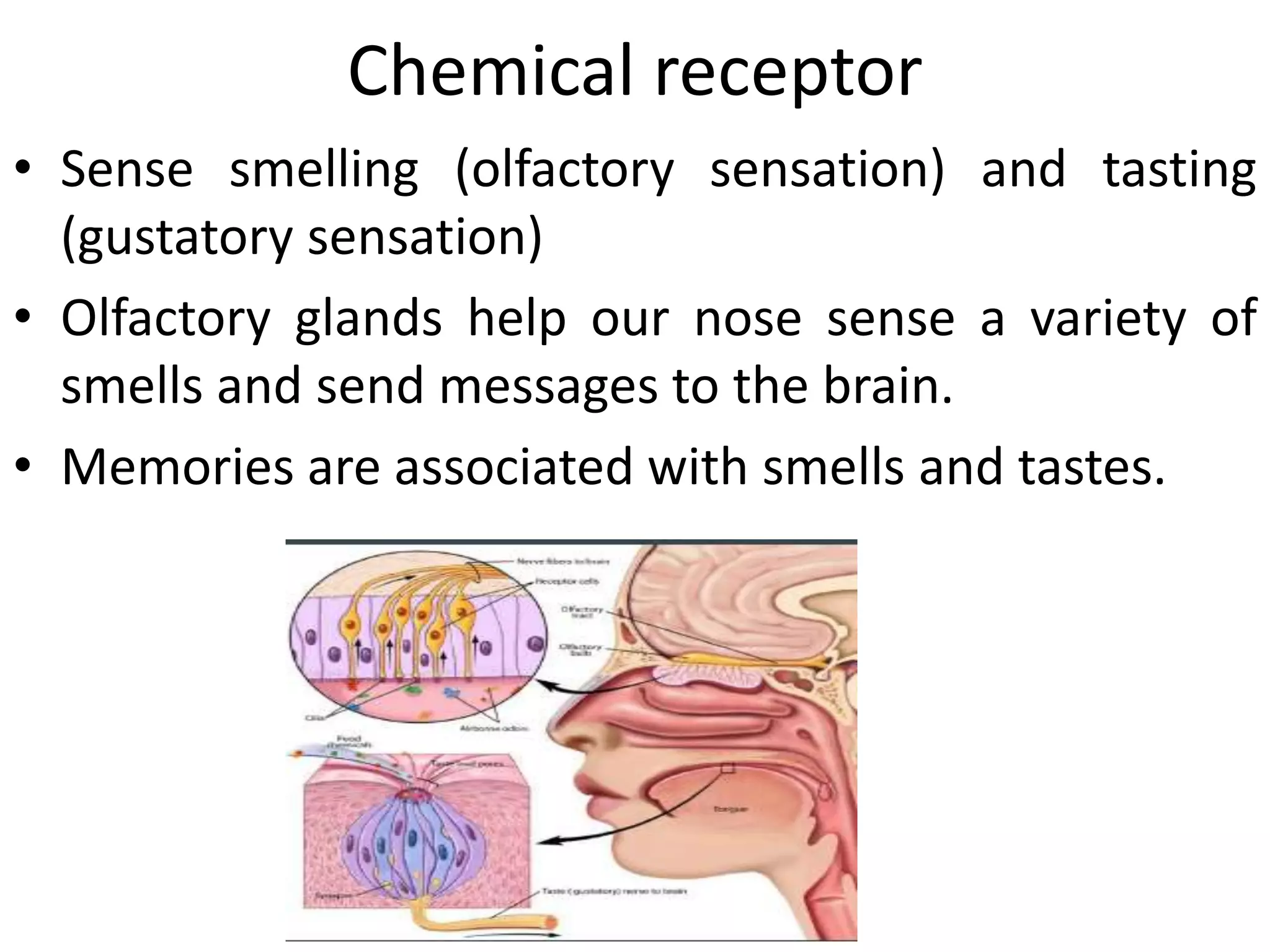Sensory receptor.pptx