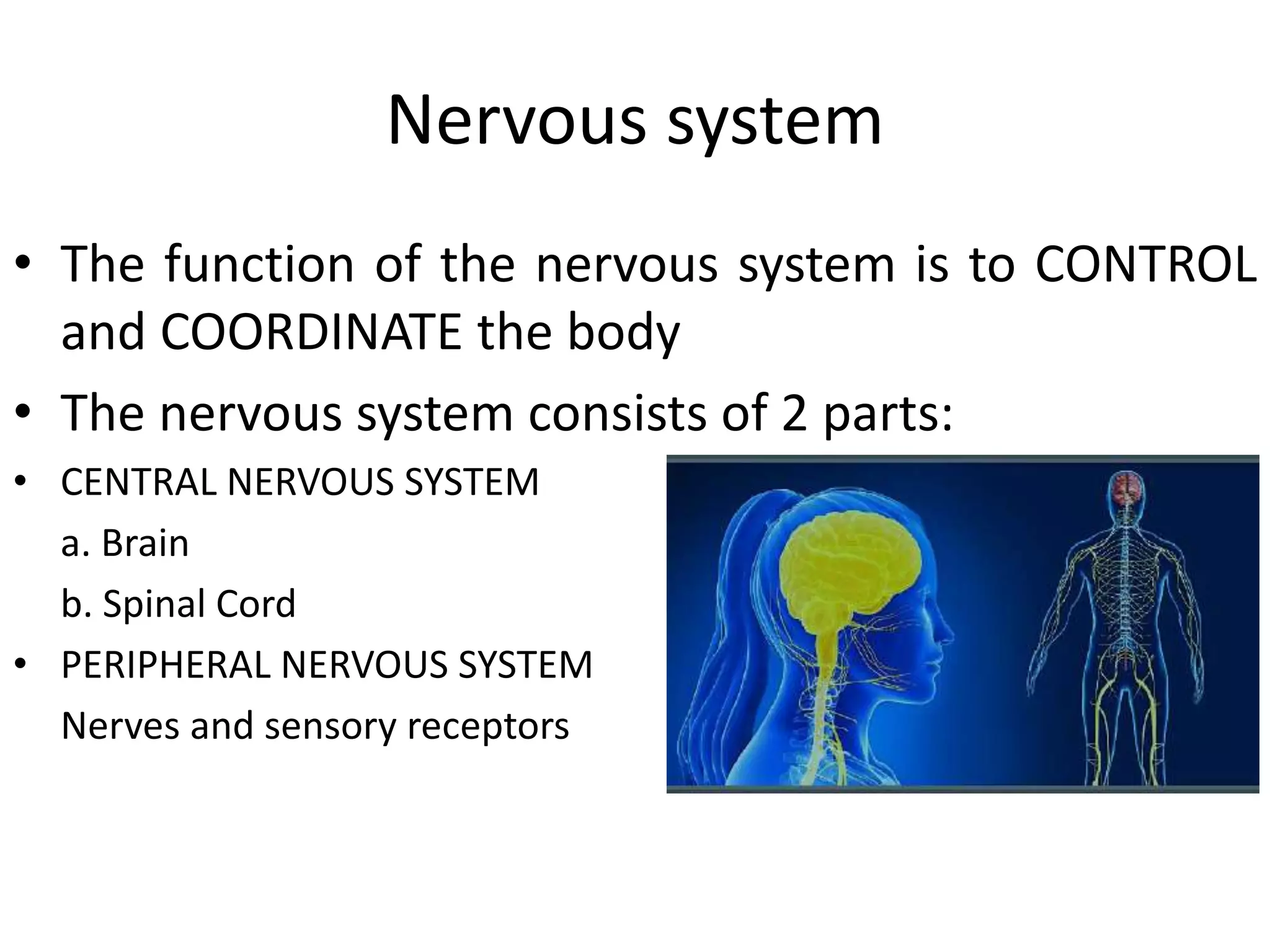 Sensory receptor.pptx