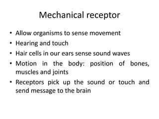 Sensory receptor.pptx