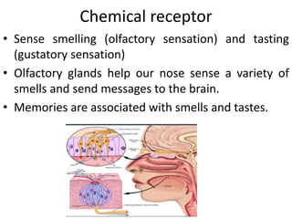 Sensory receptor.pptx