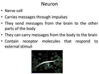 Sensory receptor.pptx