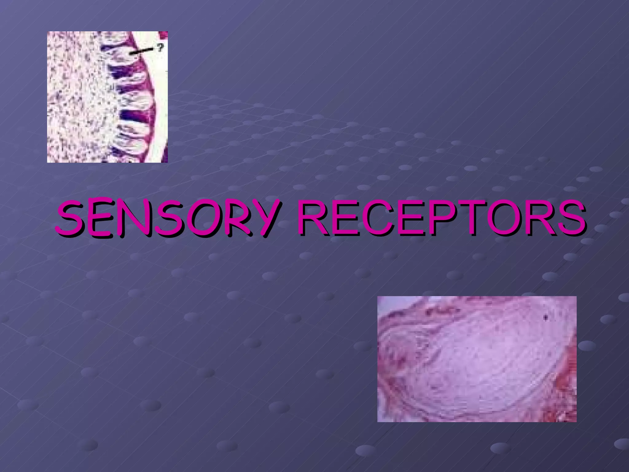 Sensory receptors | PPT