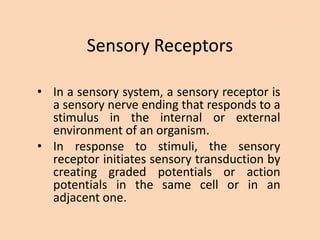 Sensory receptors | PPTX