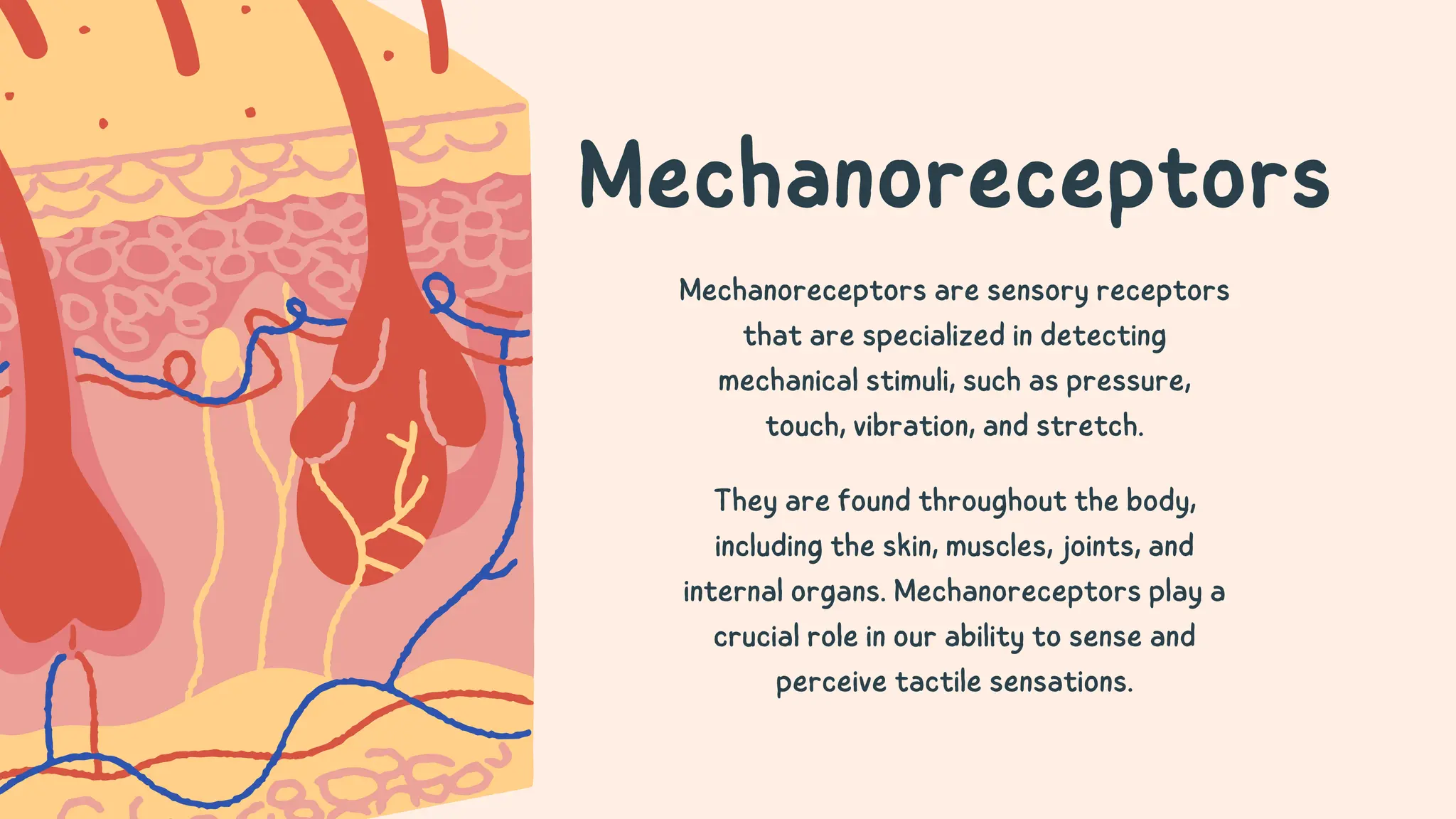 biology for engineers Sensory Receptors .pdf