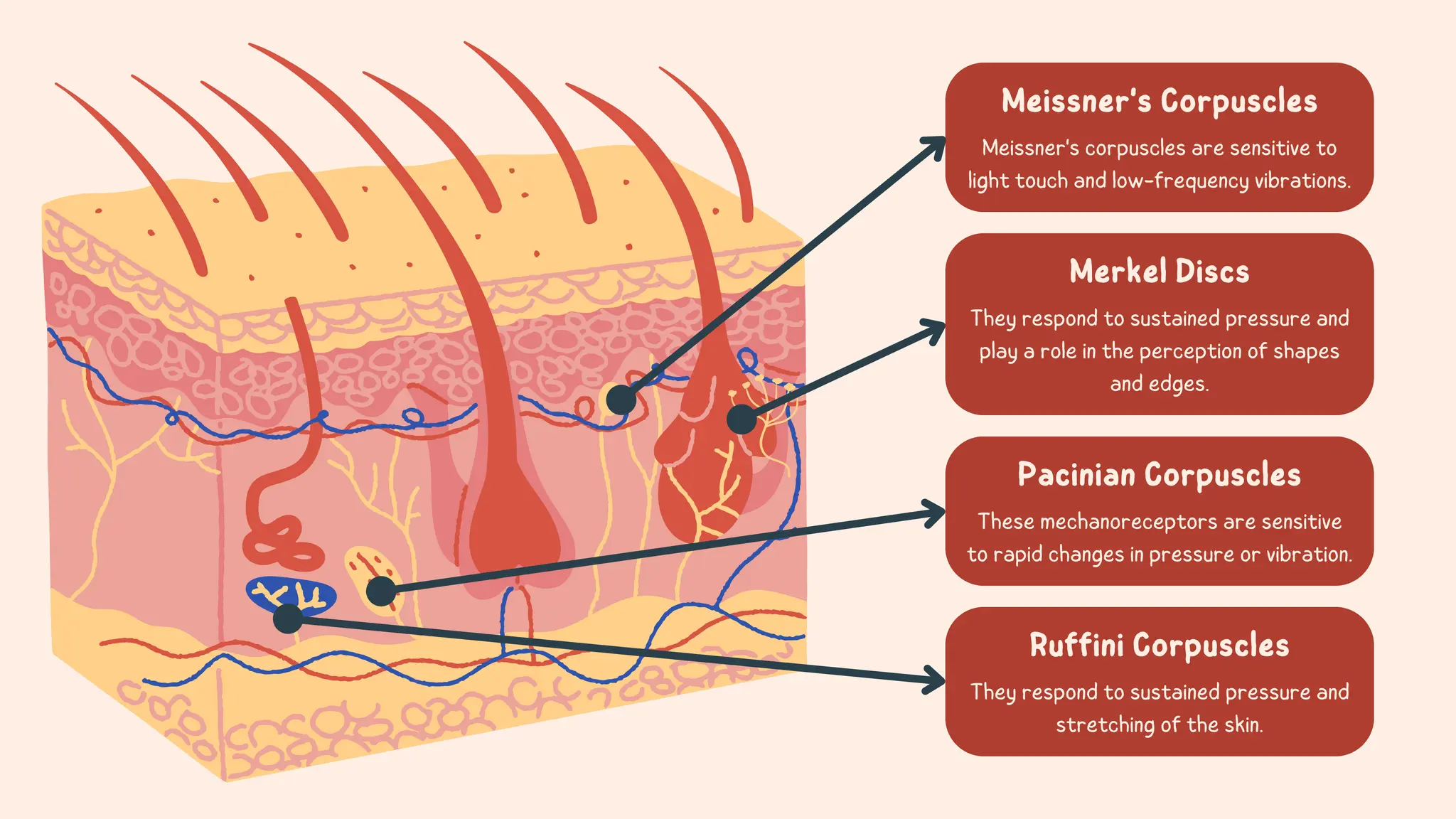 biology for engineers Sensory Receptors .pdf
