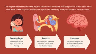 biology for engineers Sensory Receptors .pdf